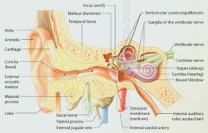 Cross-section of the Human Ear | Network Graphics Inc.