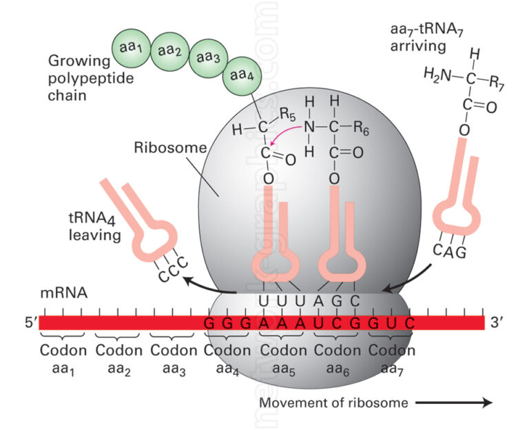 Translation Process: Ribosome and Polypeptide Chain Formation | Network ...